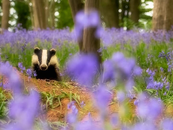 Prime Video: Wild Isles - Season 1