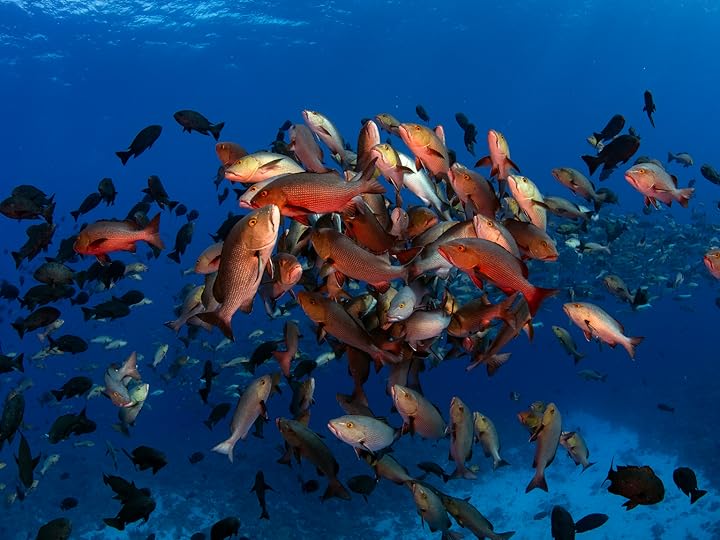 Prime Video: Chasing Ocean Giants - Season 1