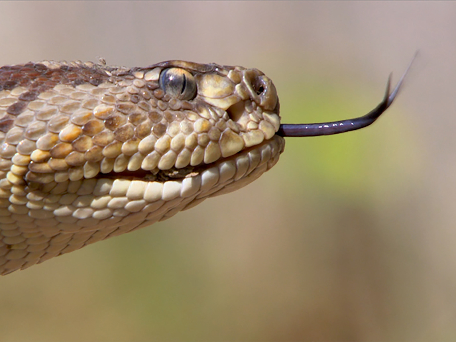 Prime Video: Austin Stevens Adventures