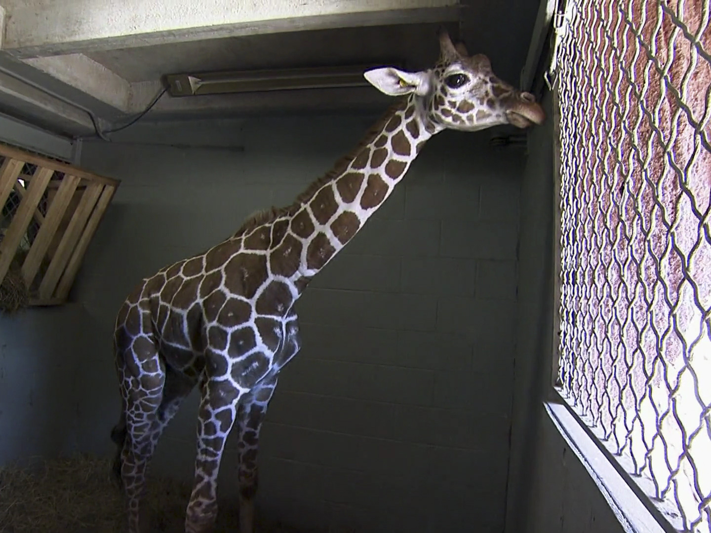 Prime Video: Swamp Brothers - Season 1