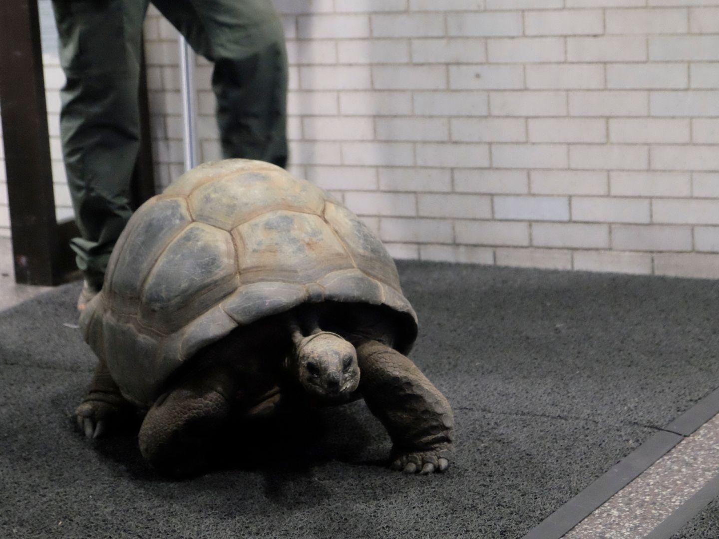 Prime Video: The Zoo - Season 1