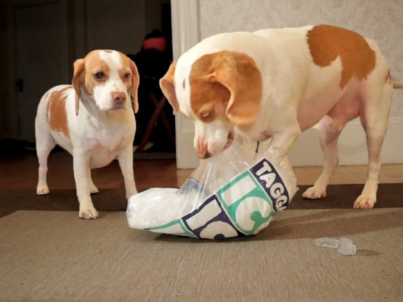 Prime Video: Cute Dogs Maymo & Penny