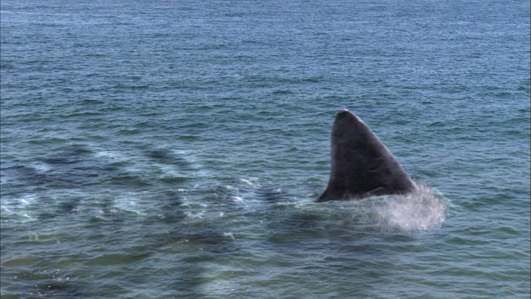 Watch Super Shark | Prime Video