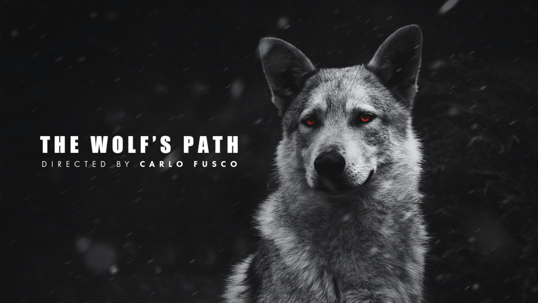 Prime Video: The wolf