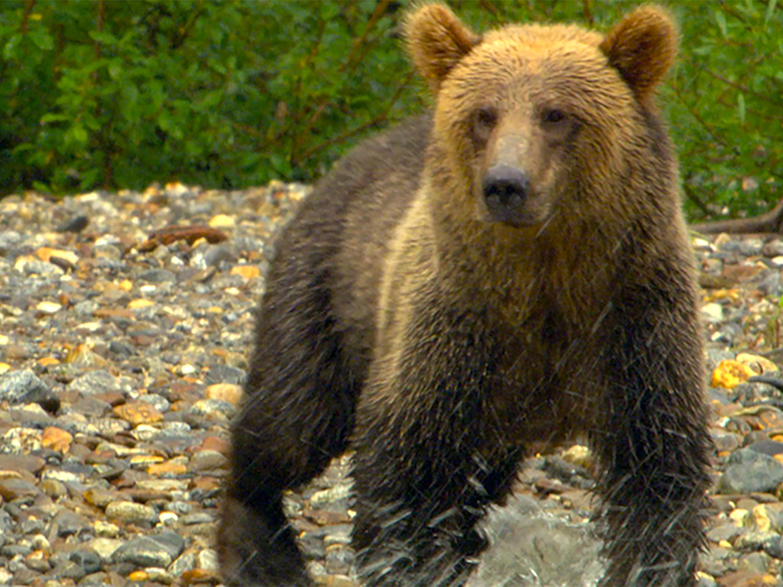 Prime Video: Austin Stevens Adventures