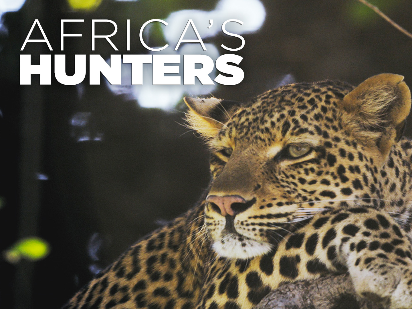Prime Video: Africa's Hunters