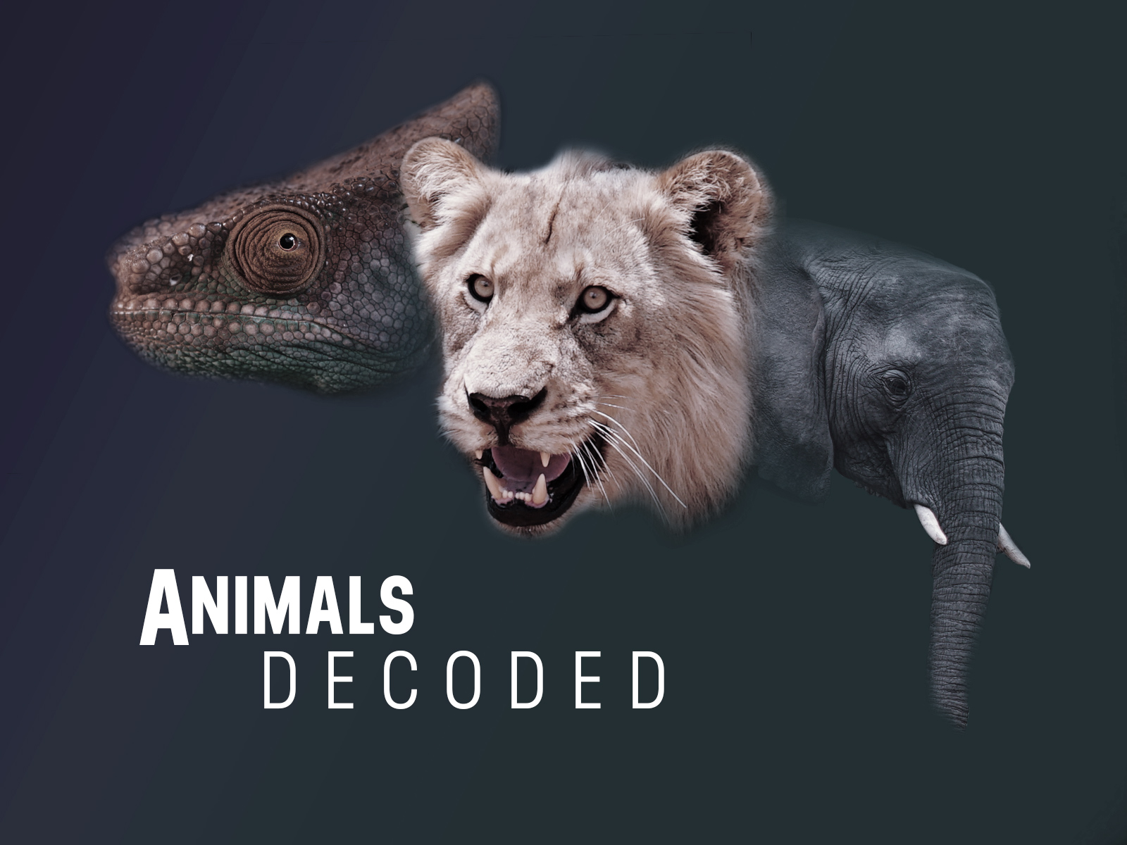 Prime Video: Animals Decoded - Season 1