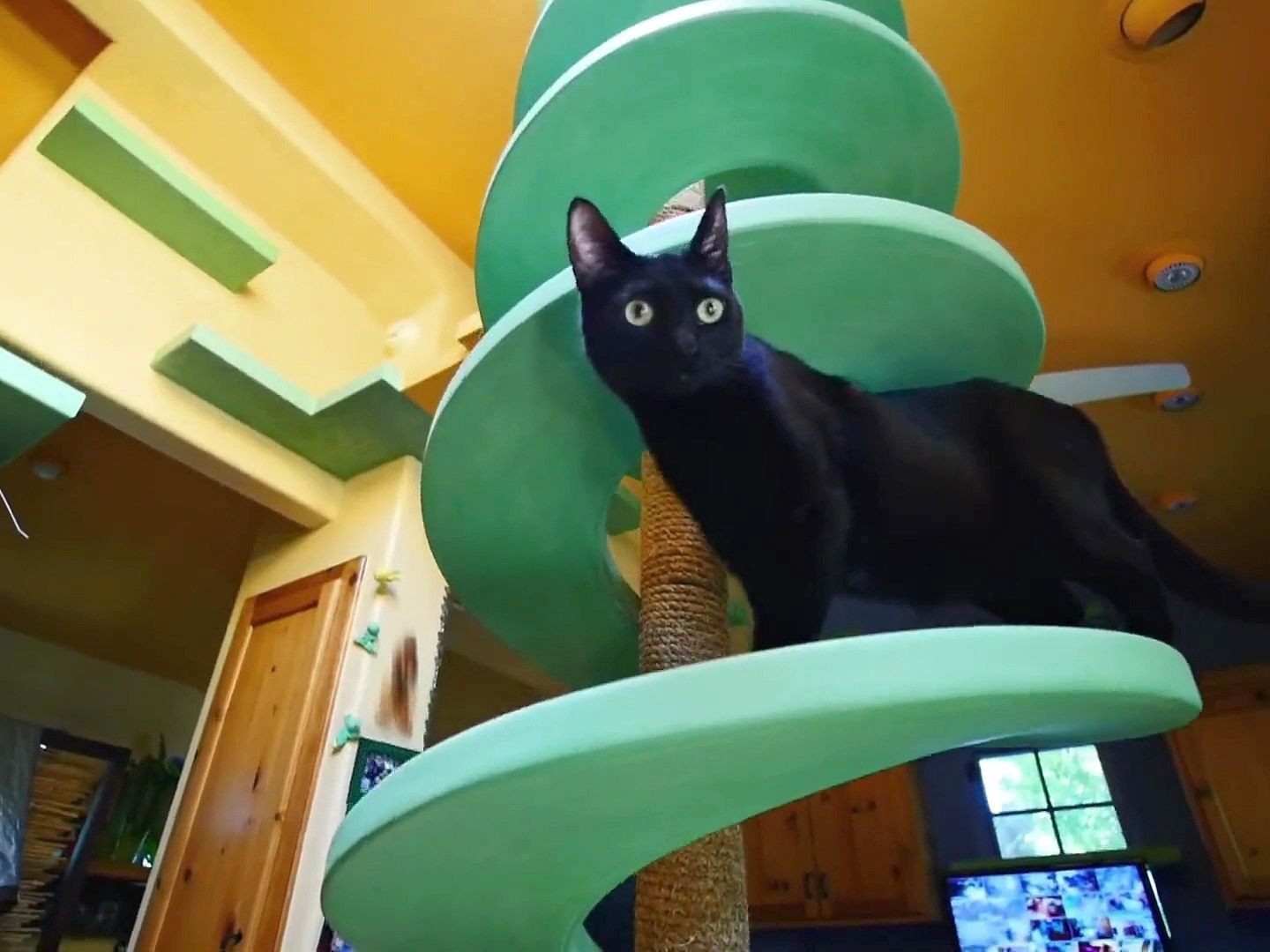 Prime Video: Animal Cribs - Season 1