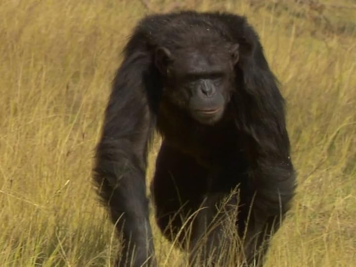 Prime Video: Escape to Chimp Eden - Season 2