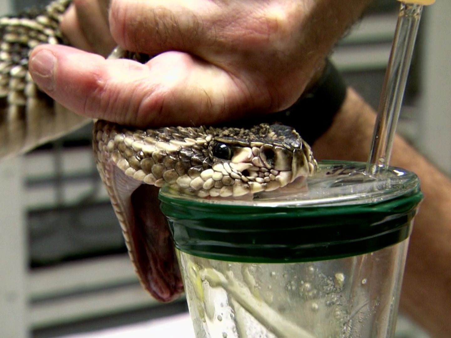 Prime Video: Swamp Brothers - Season 1