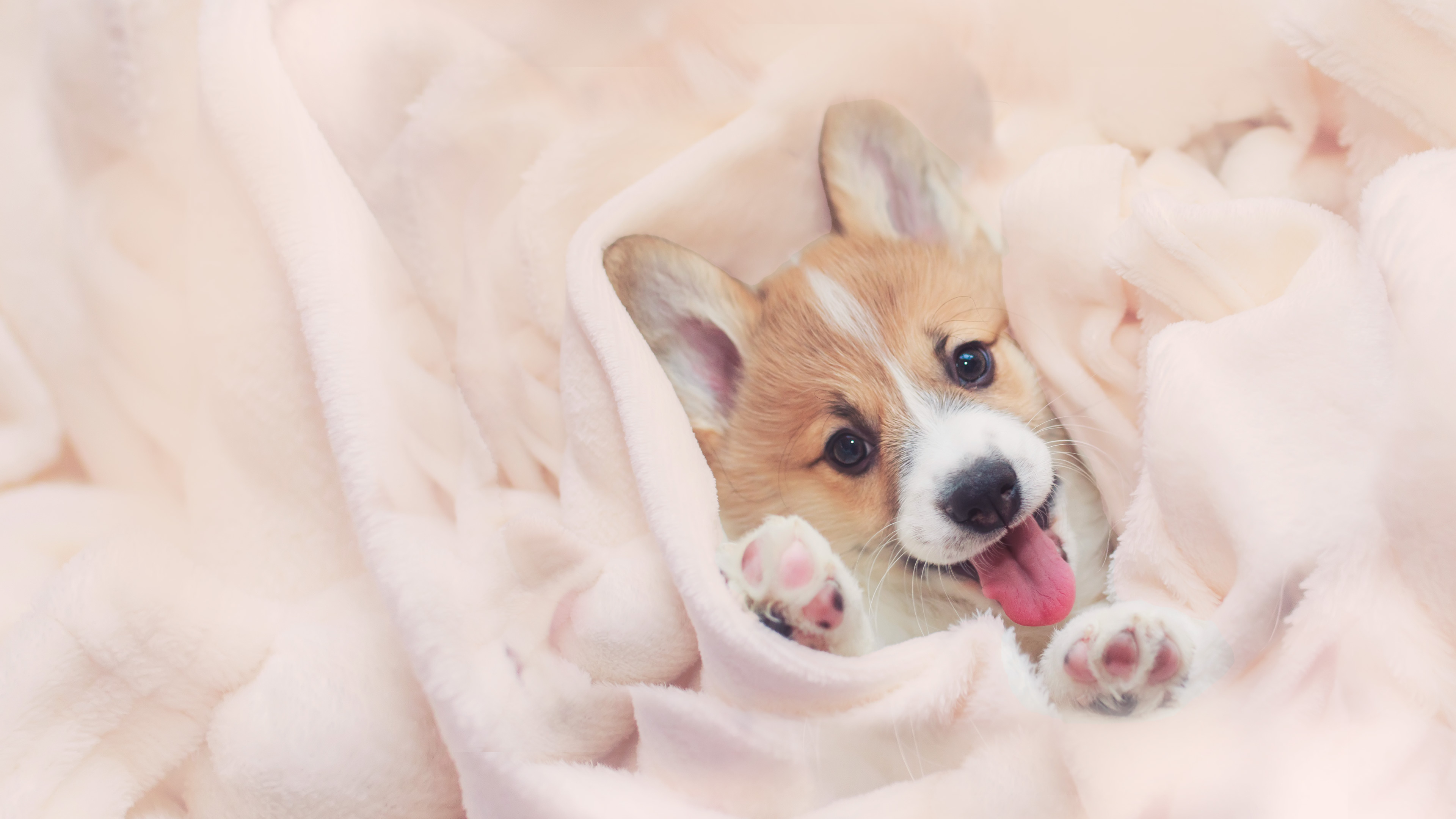 Prime Video: Too Cute! - Season 5