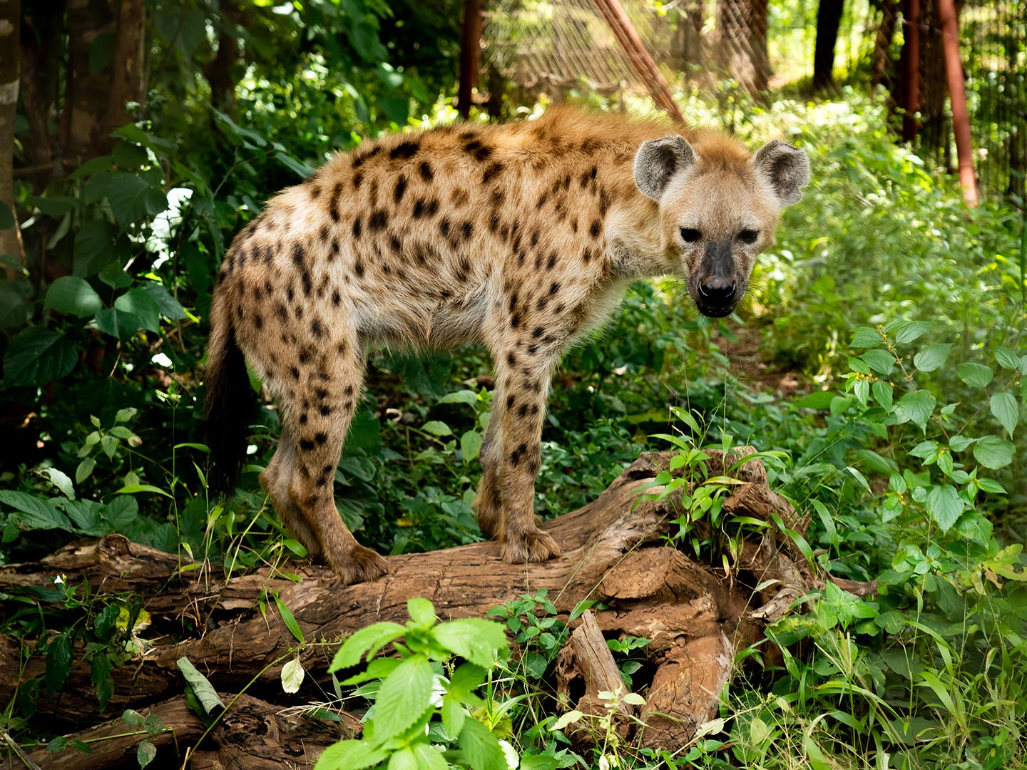 Prime Video: Malawi Wildlife Rescue - Season 1