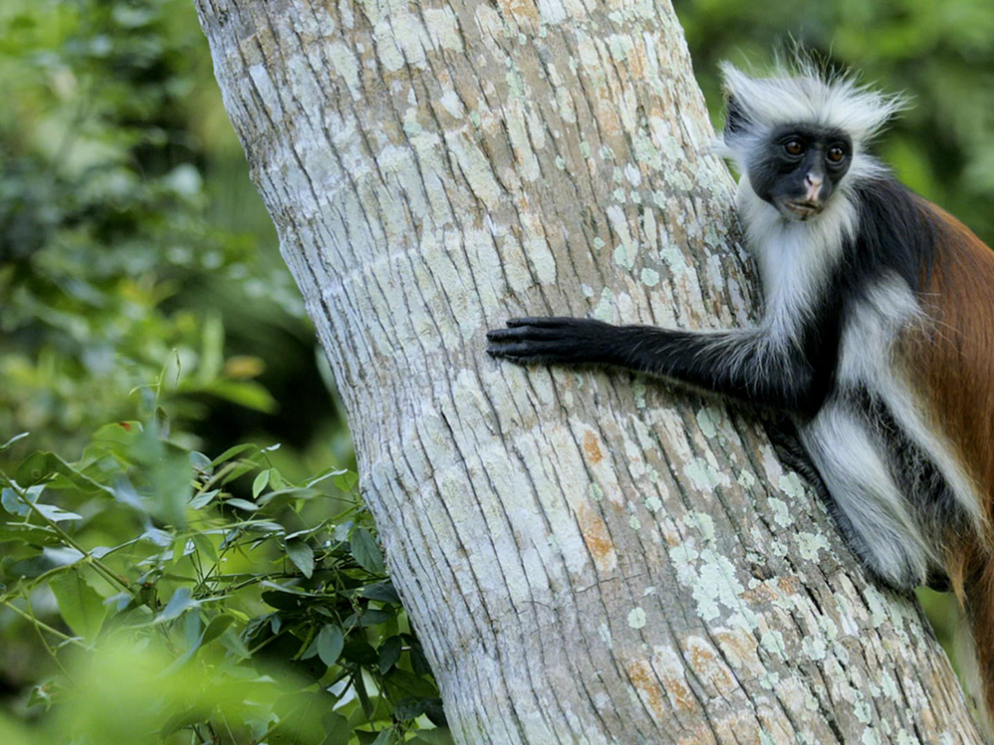 Prime Video: Land of Primates