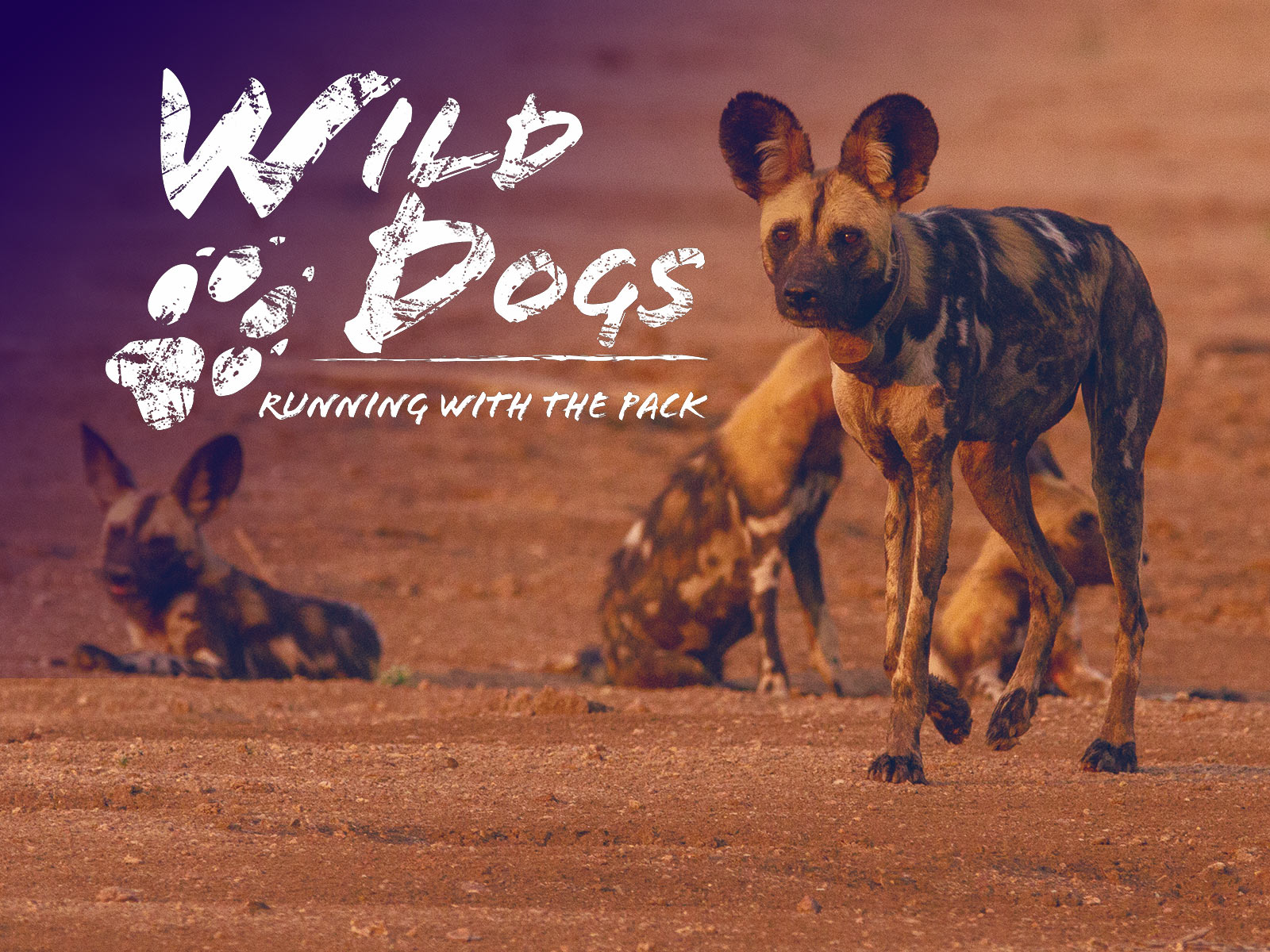Prime Video: Wild Dogs: Running With The Pack
