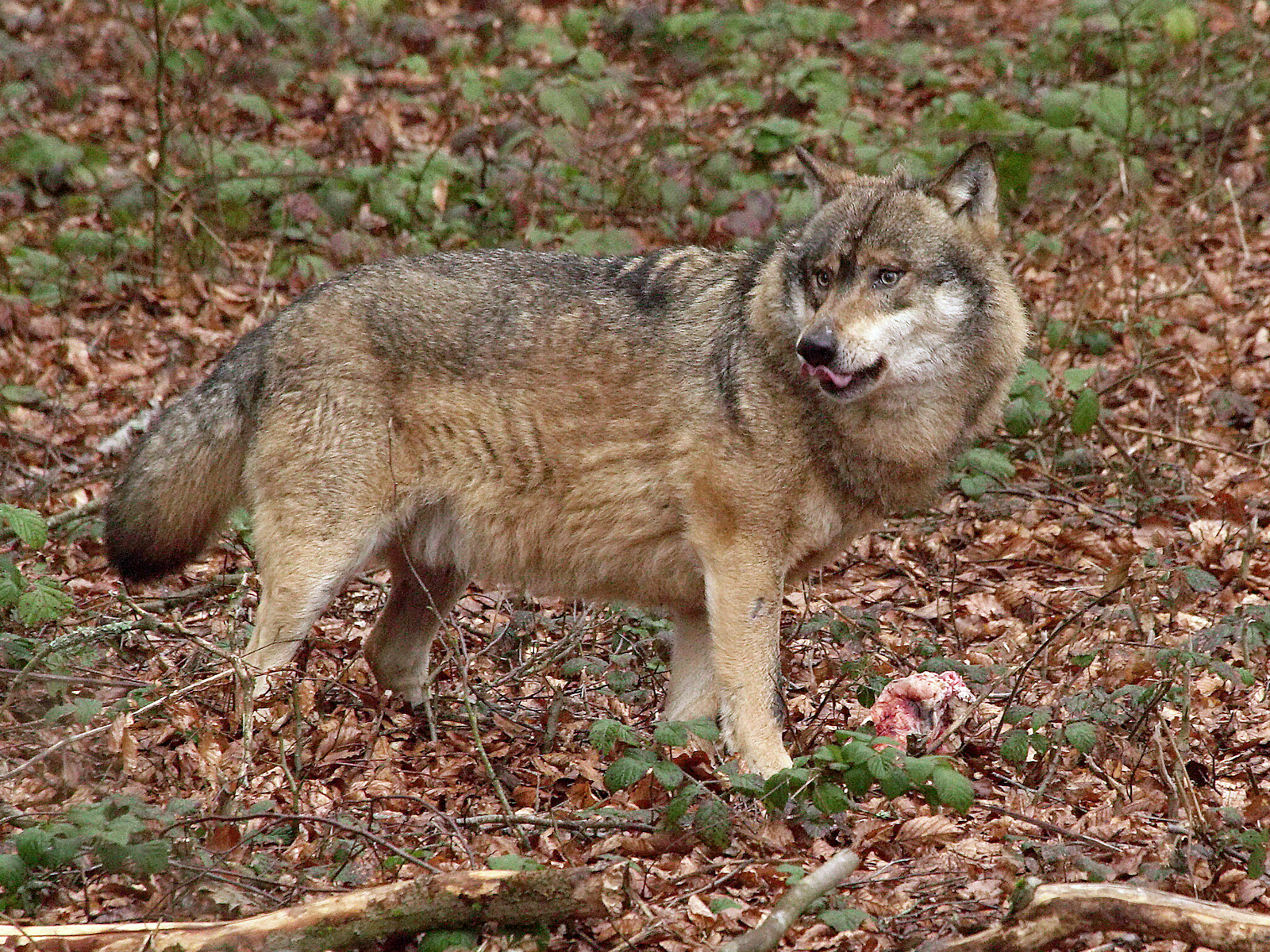 Prime Video: Rewilding