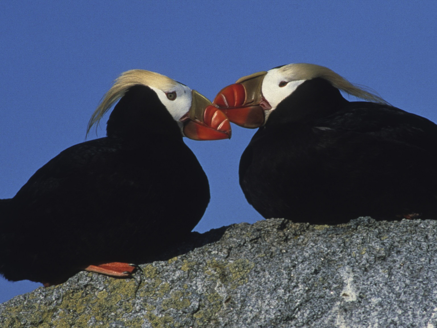 Prime Video: Blue Planet - Season 1