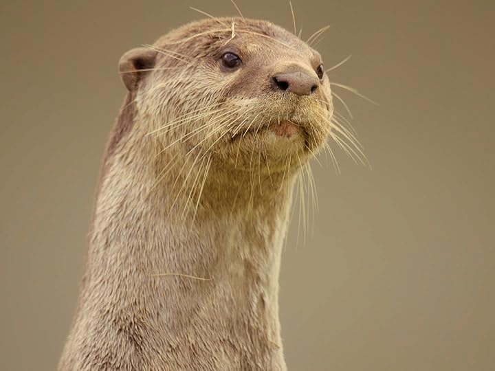 Prime Video: Otter Dynasty - Season 1