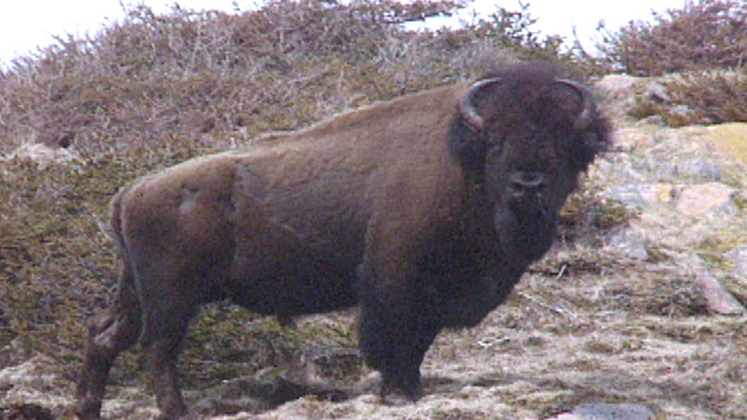 Prime Video: The Saltwater Buffalo
