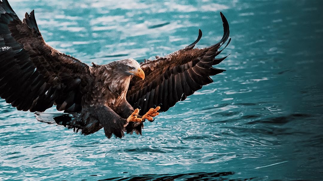 Prime Video: Speed of Life - Season 1