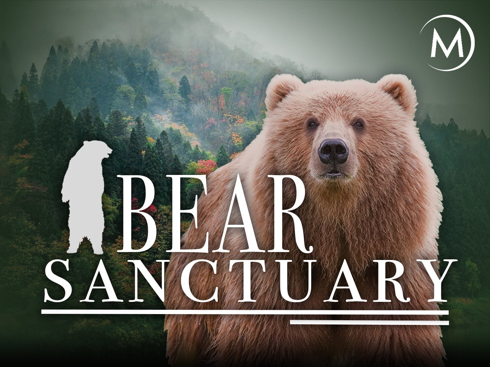 Prime Video: Bear Sanctuary
