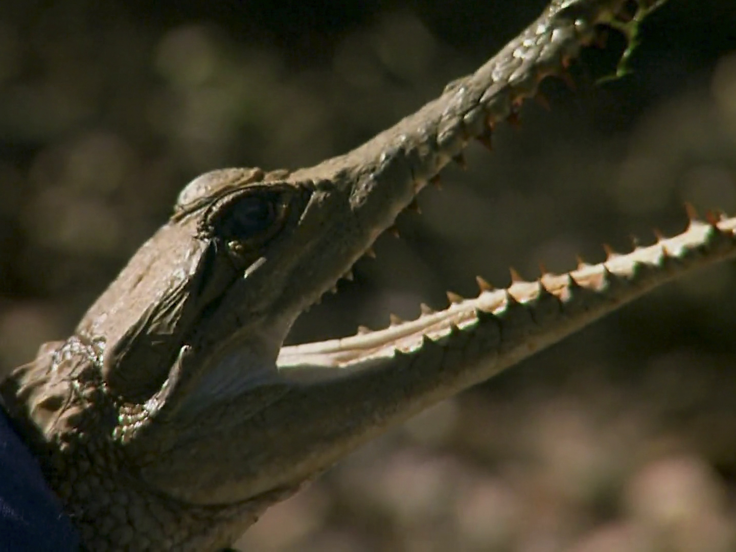 Prime Video: Swamp Brothers - Season 1