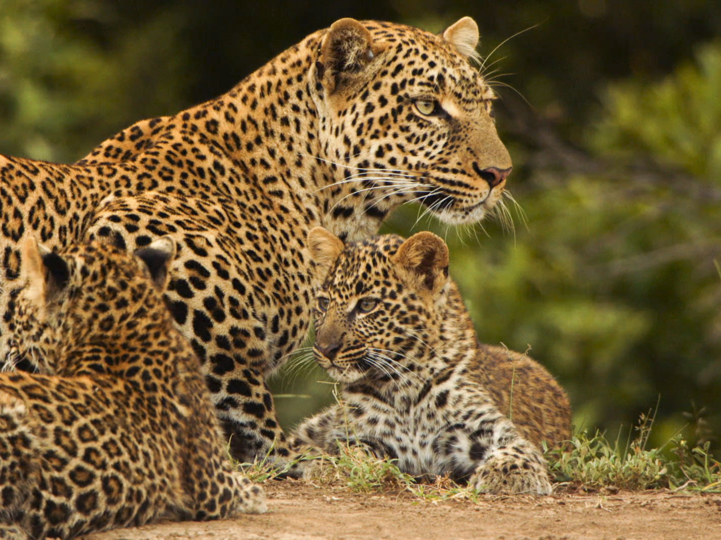 Prime Video: The Leopardess - Season 1