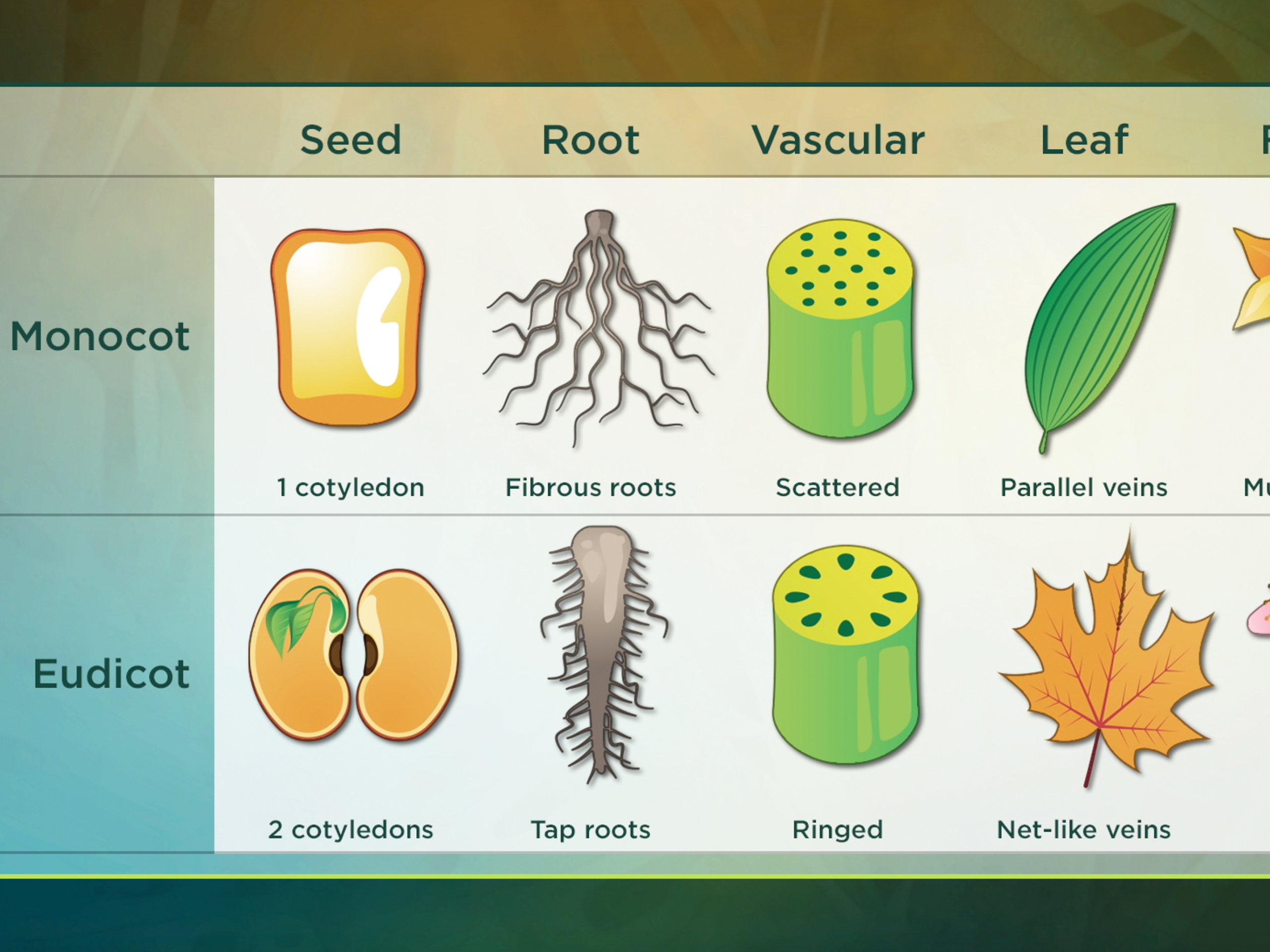 Prime Video: The Botanist's Eye: Identifying the Plants around You