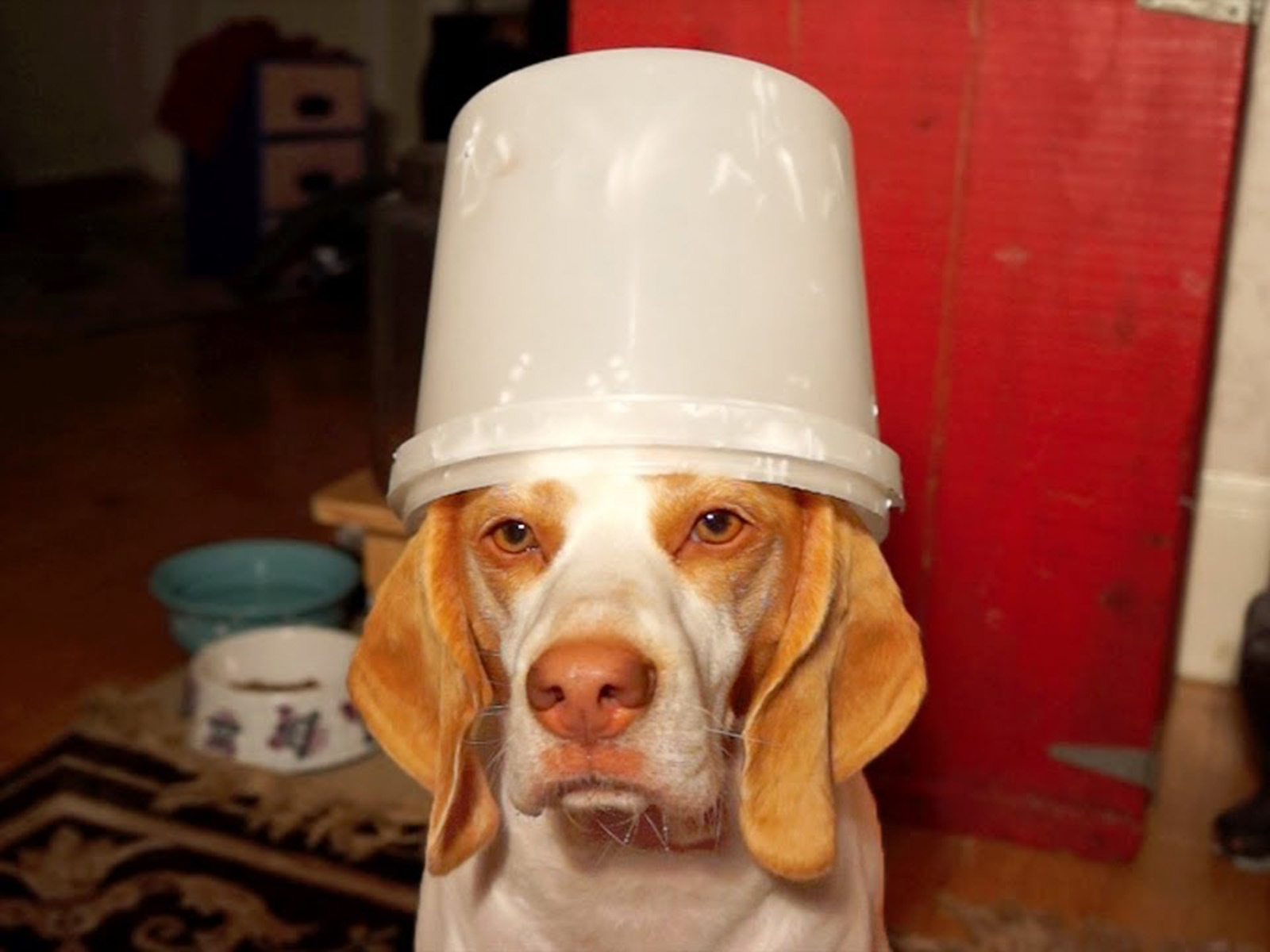 Prime Video: Cute Dogs Maymo & Penny