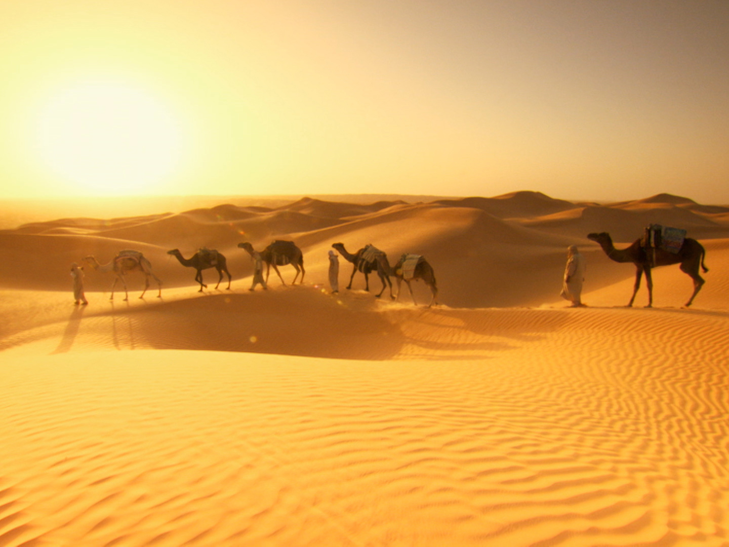 Prime Video: Wildest: Middle East