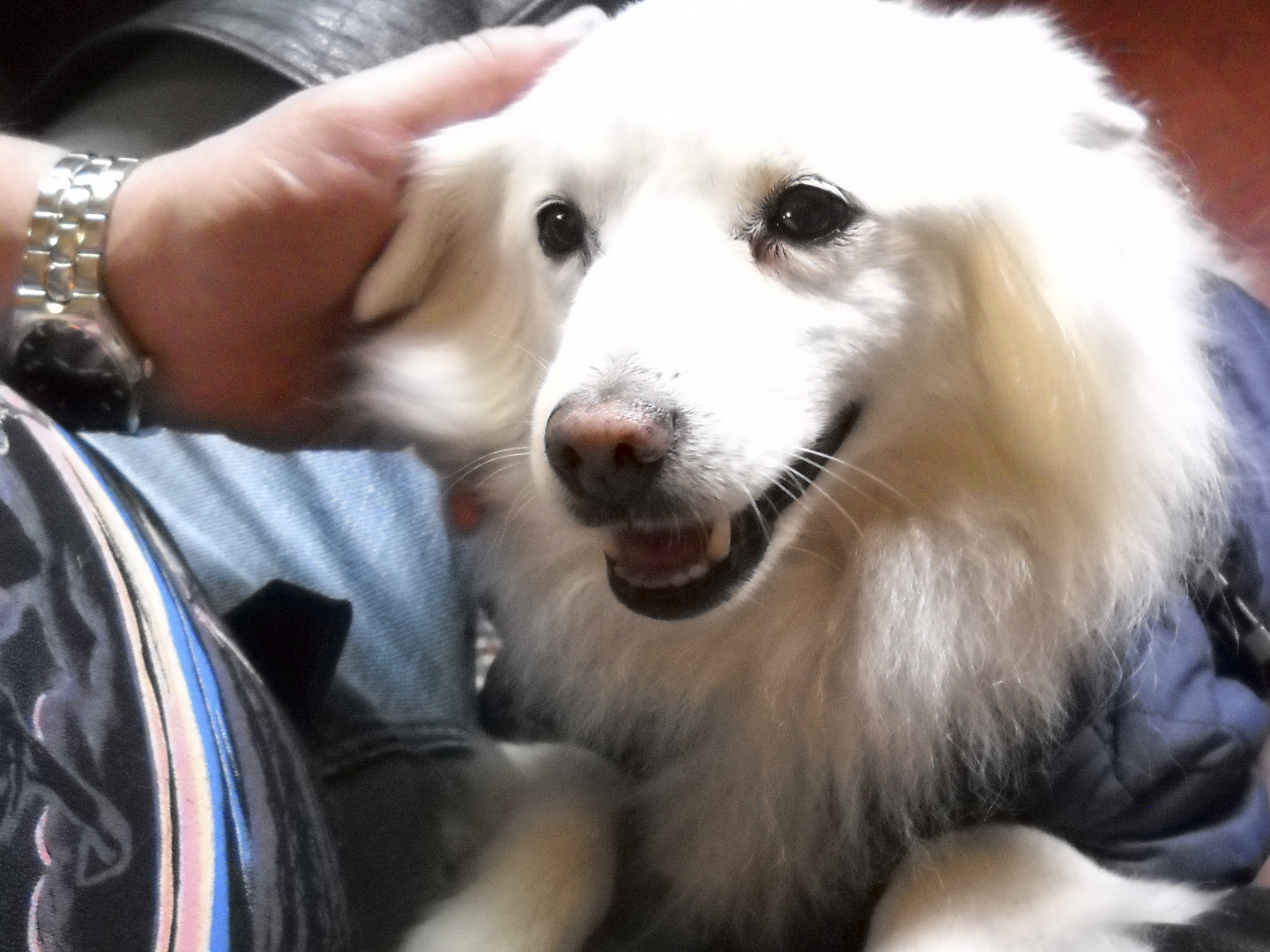 Prime Video: Dogs 101 - Season 3