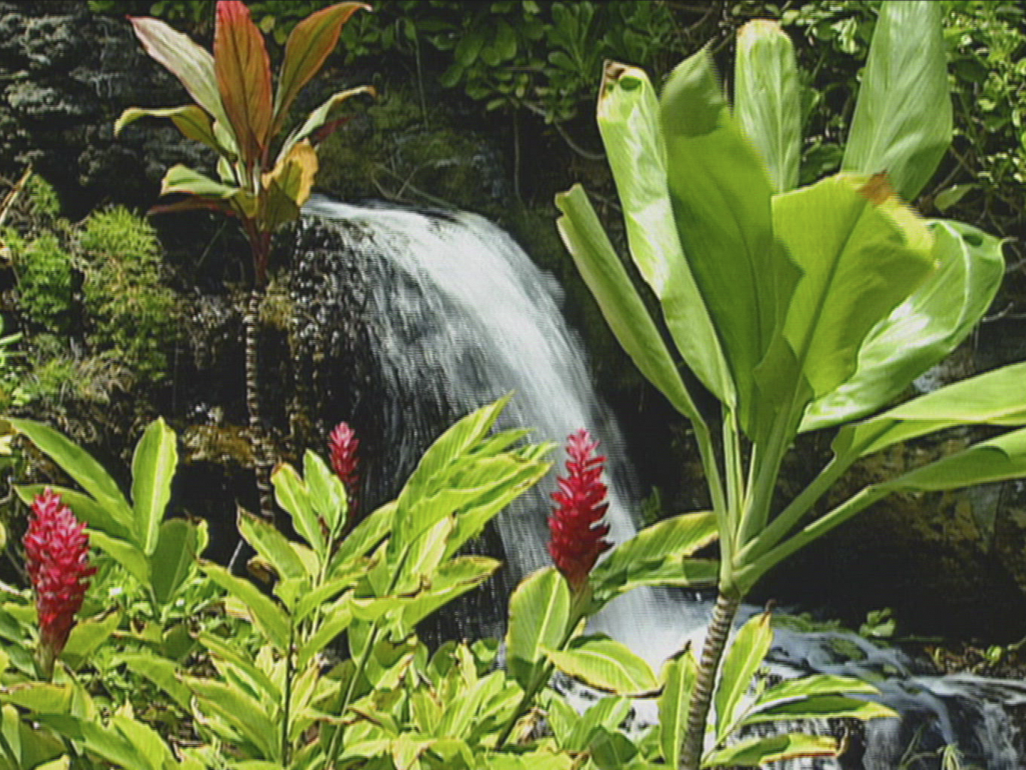 Prime Video: House Hunters: Classic - Season 9