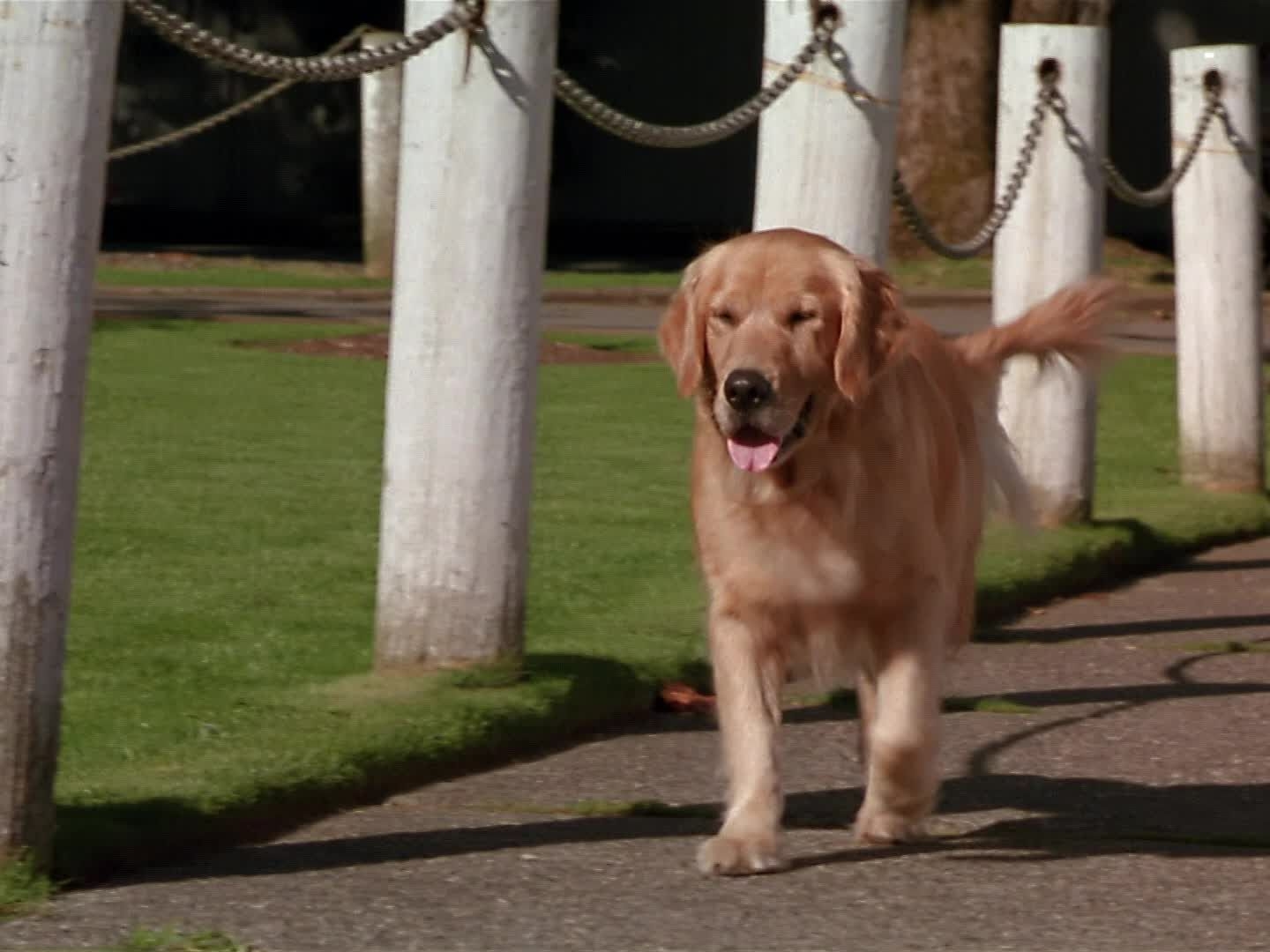 Prime Video: Air Bud 5: Spikes Back - Season 1