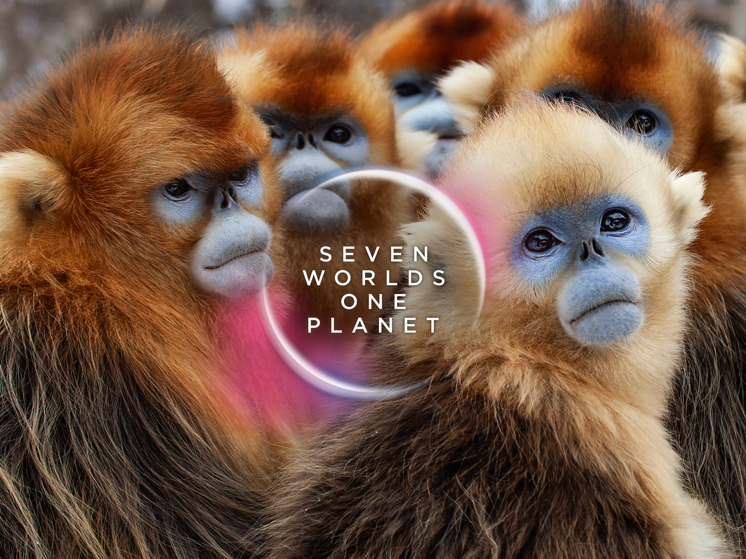 Prime Video: Seven Worlds, One Planet S01