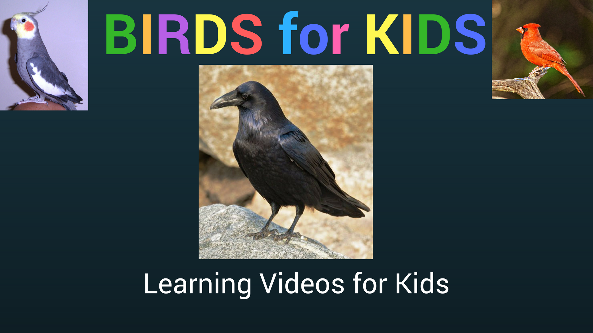 Watch Birds for Kids: Learning Videos for Kids | Prime Video