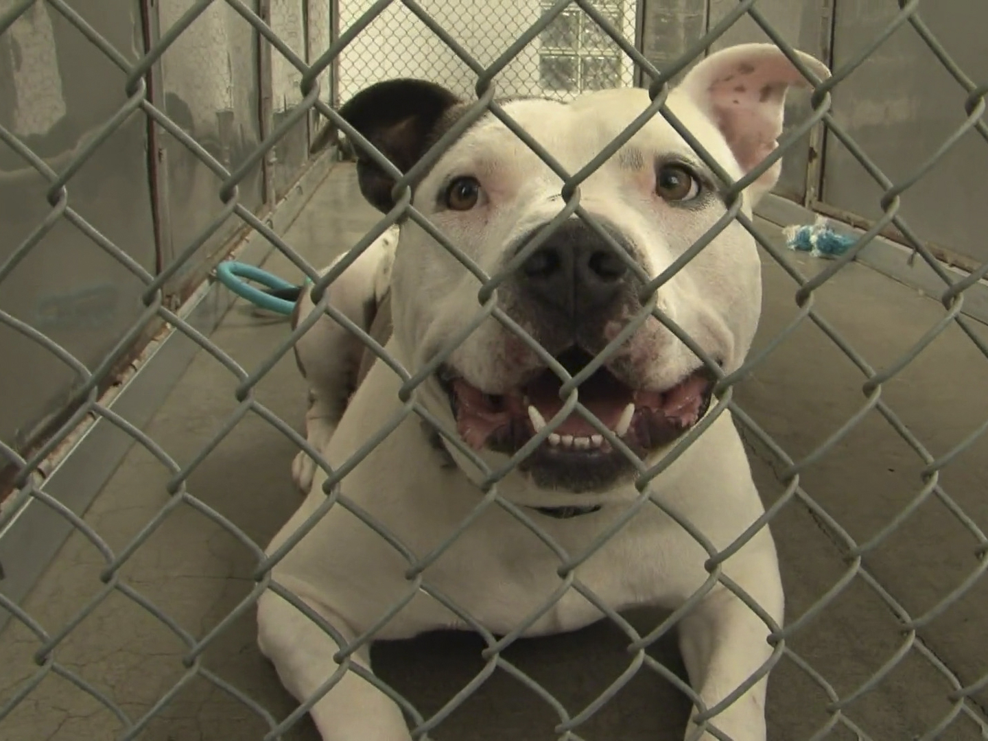 Prime Video: Pit Boss - Season 6