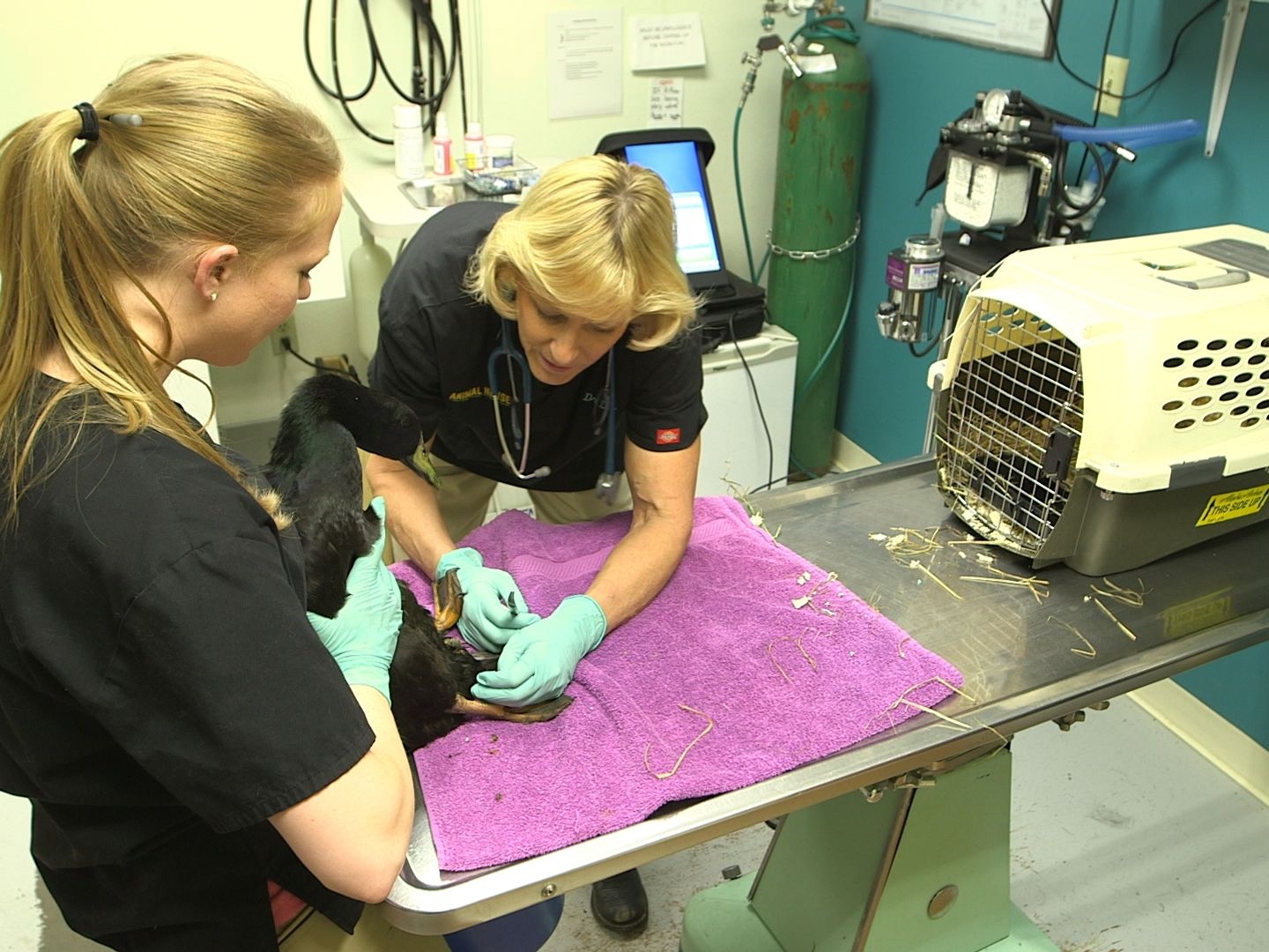 Prime Video: Dr. Dee: Alaska Vet - Season 1