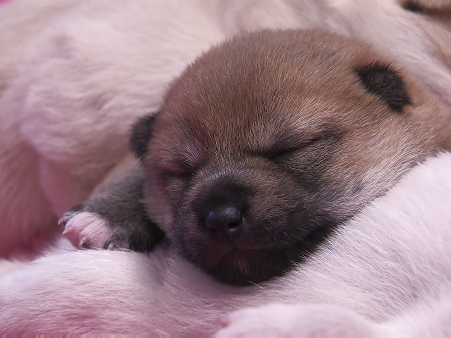 Prime Video: Too Cute! - Season 4