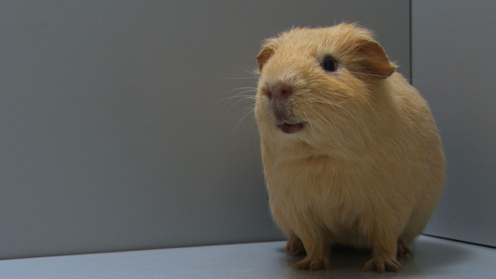 Watch The Real Guinea Pig | Prime Video