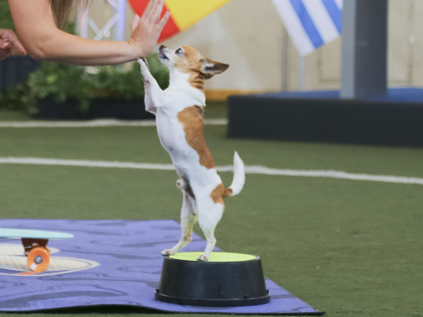 Prime Video: Puppy Bowl Presents: The World Pup - Season 1