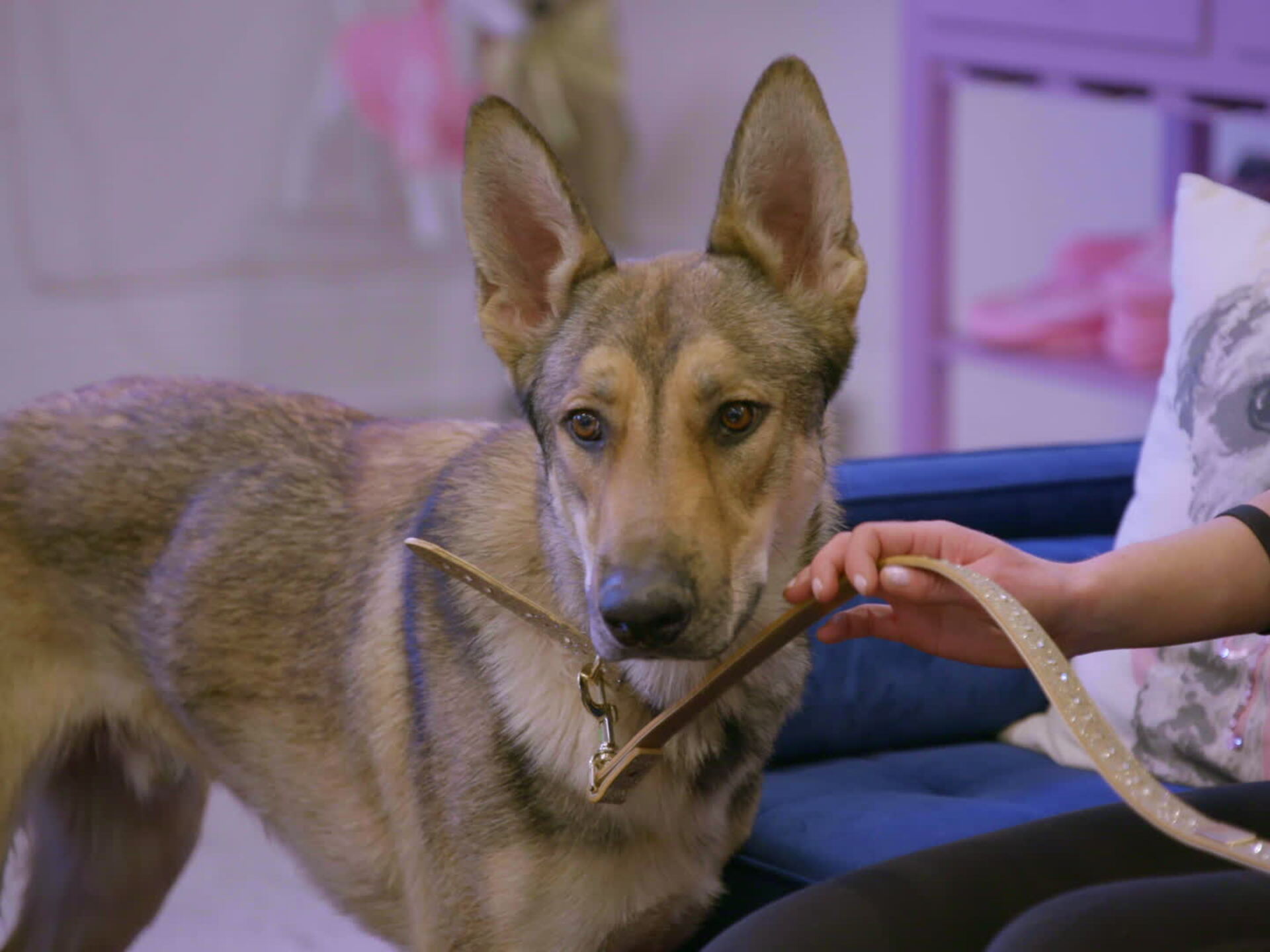 Prime Video: Vanderpump Dogs - Season 1