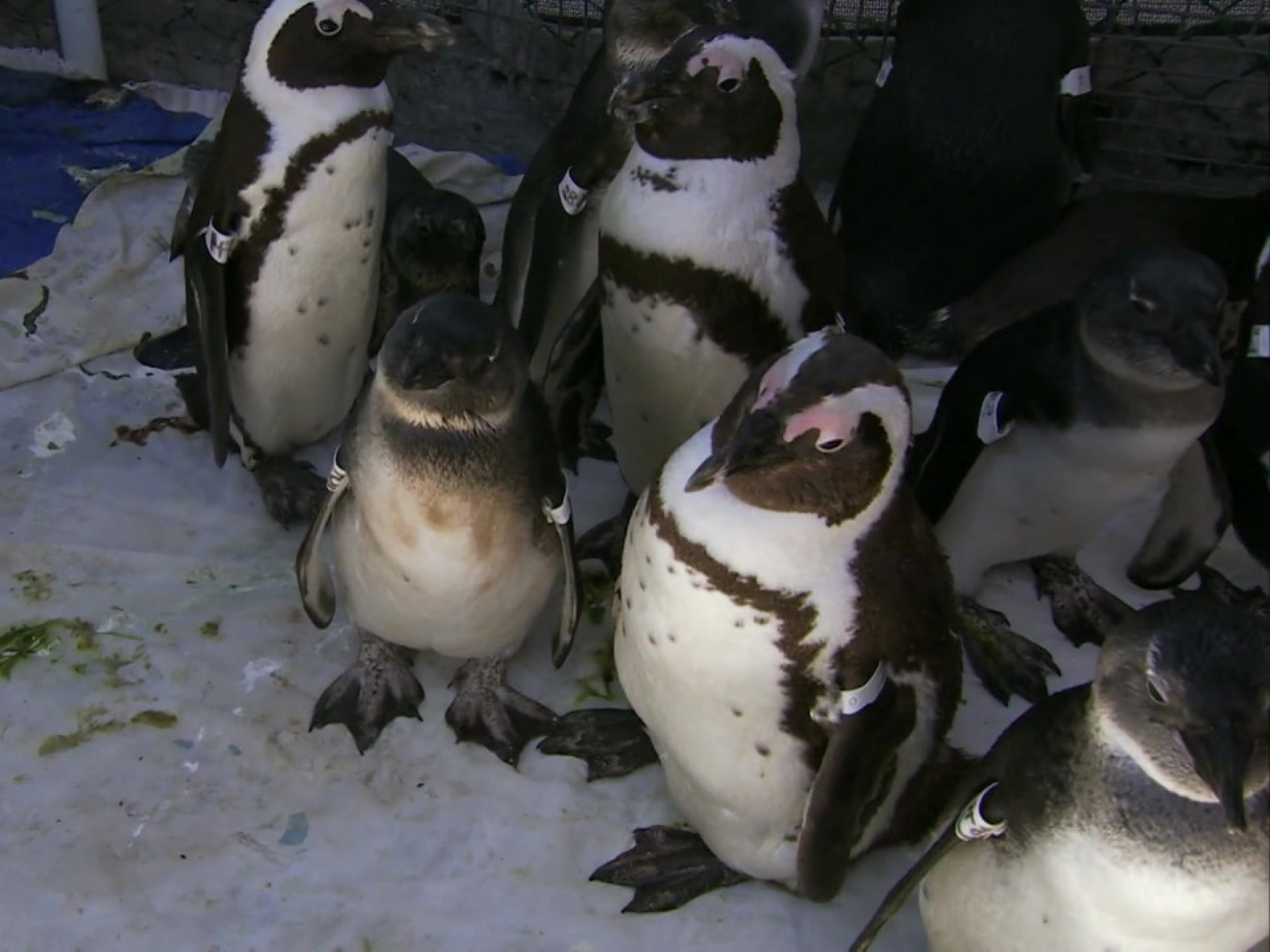 Prime Video: The Great Penguin Rescue