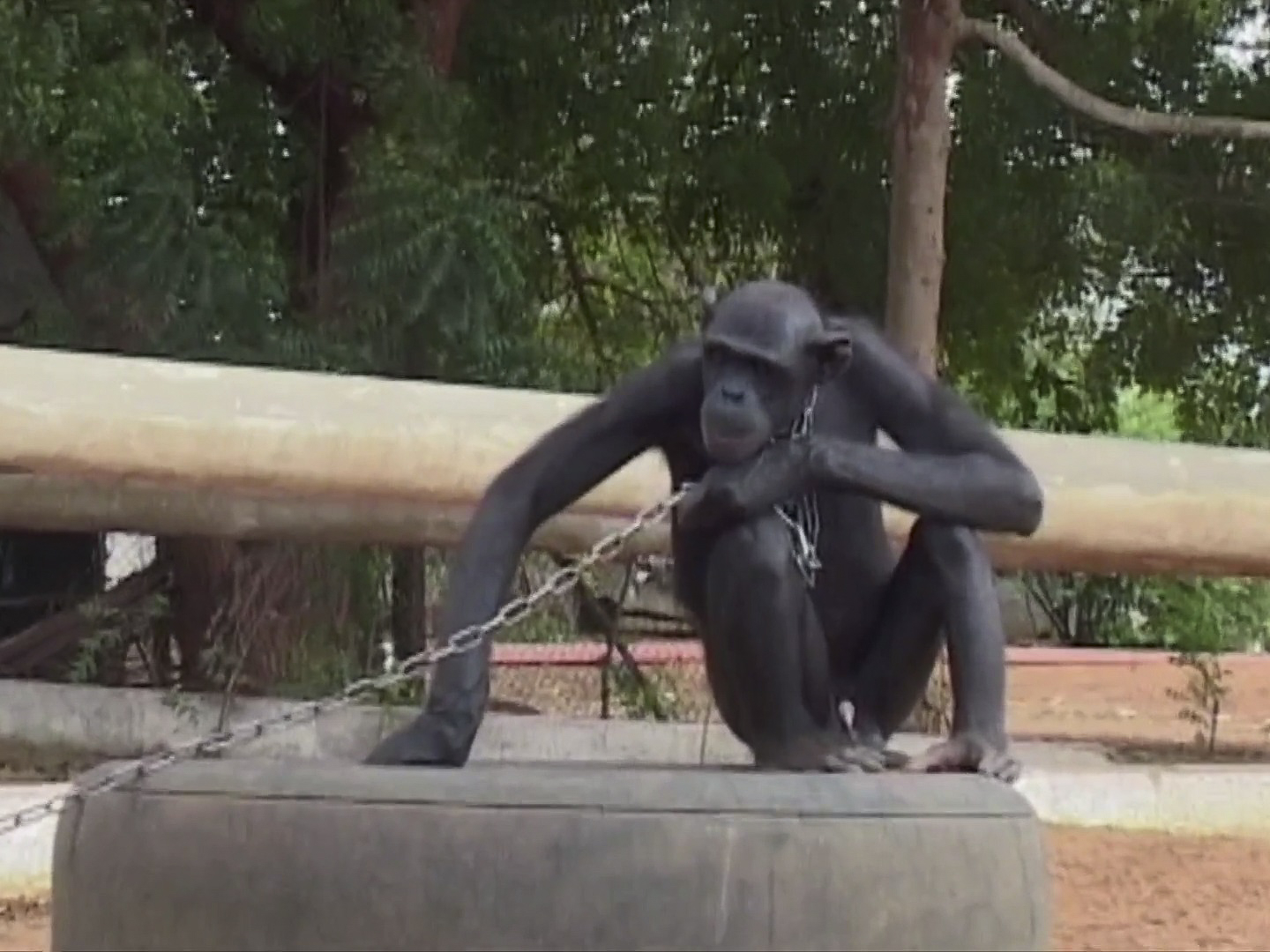 Prime Video: Escape to Chimp Eden - Season 1