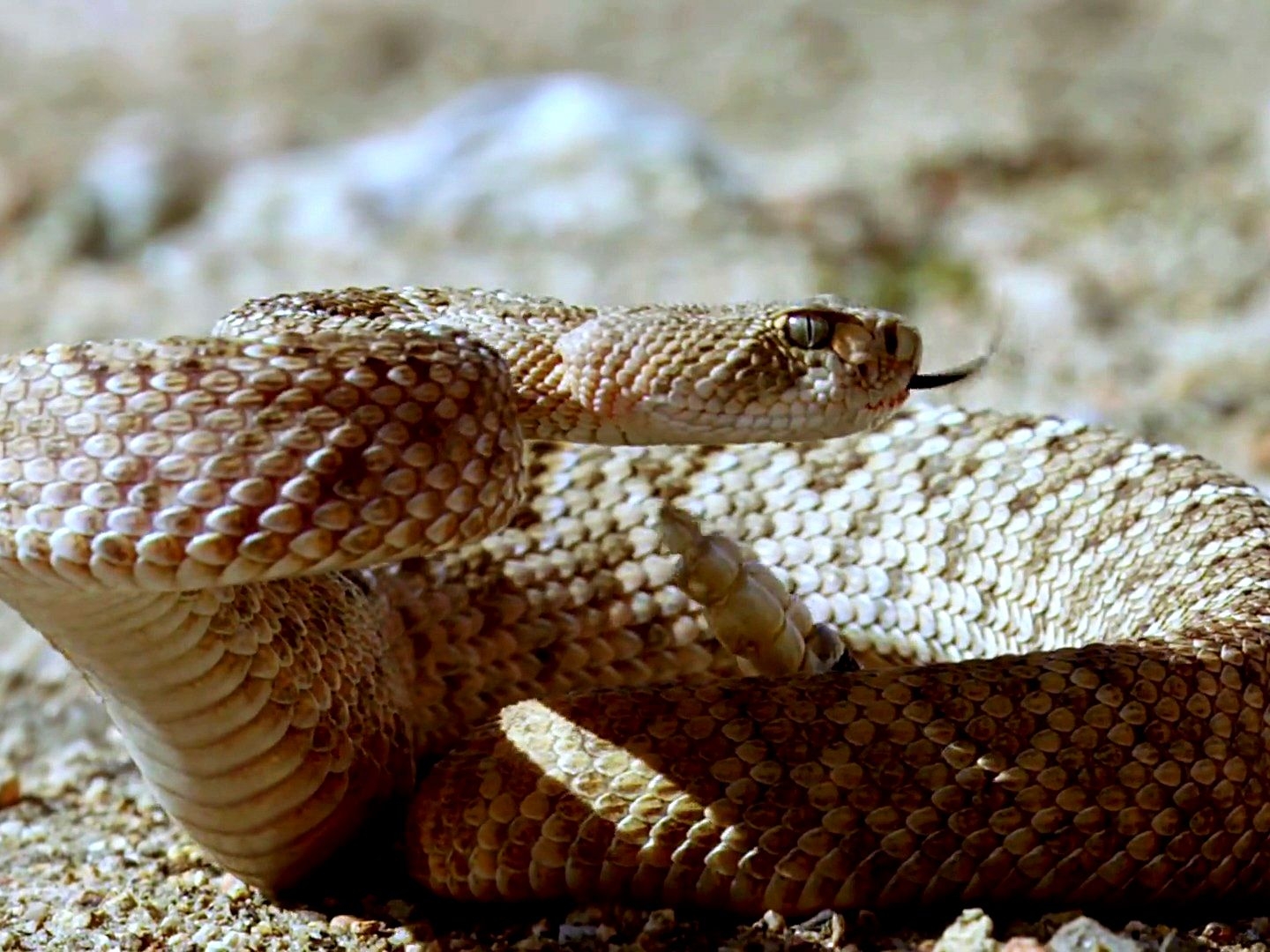 Prime Video: Venom Hunters - Season 1