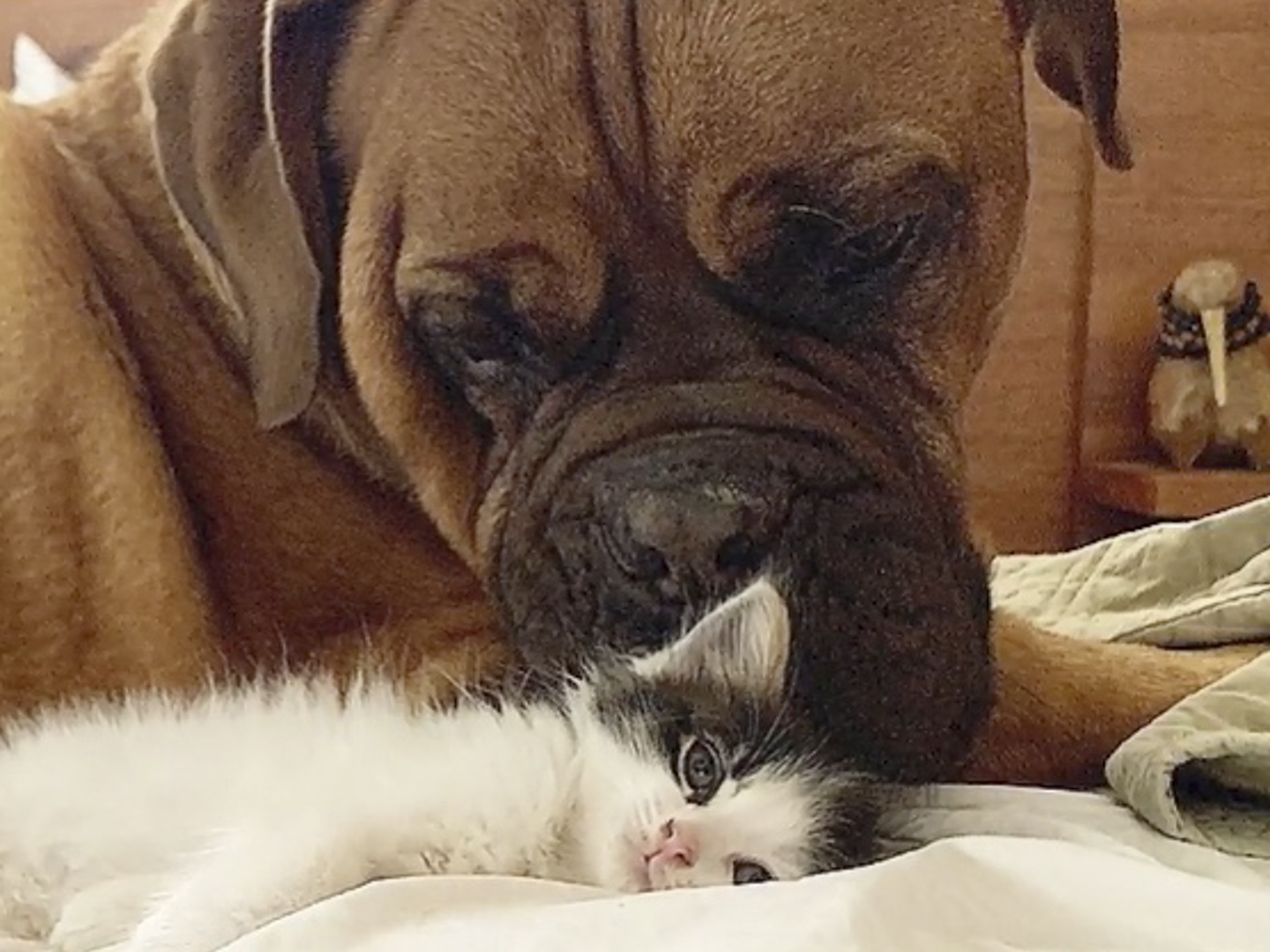 Prime Video: Kids: Best Animal Friends - Season 6