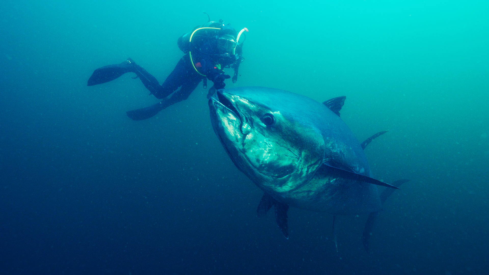 Watch Bluefin | Prime Video