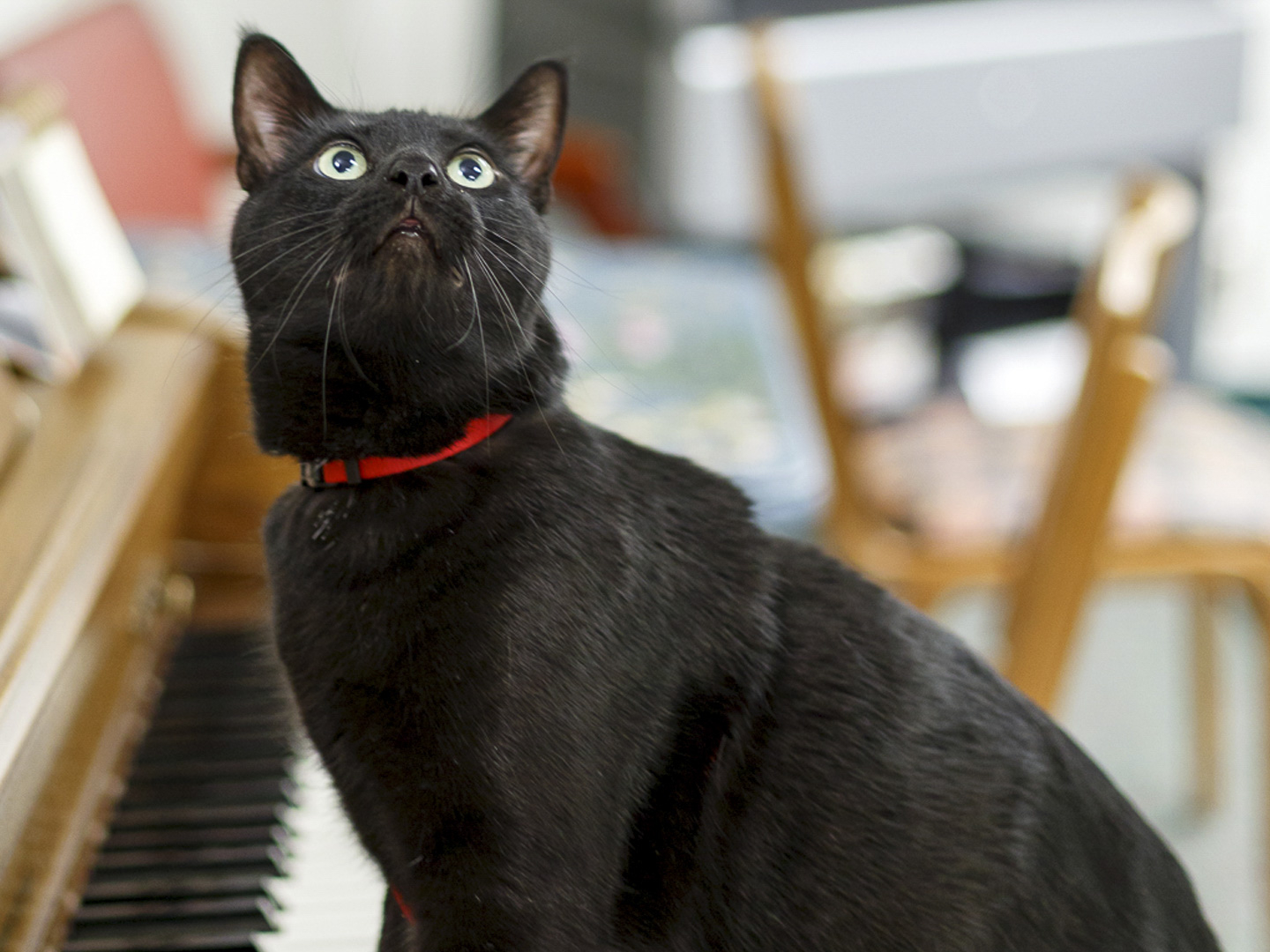 Prime Video: My Cat From Hell - Season 9