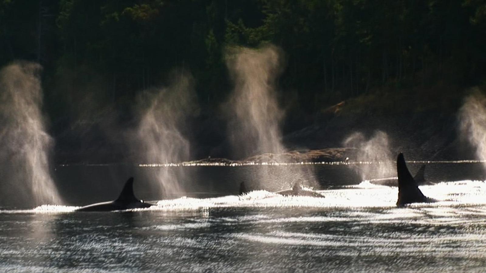 Watch Blackfish | Prime Video