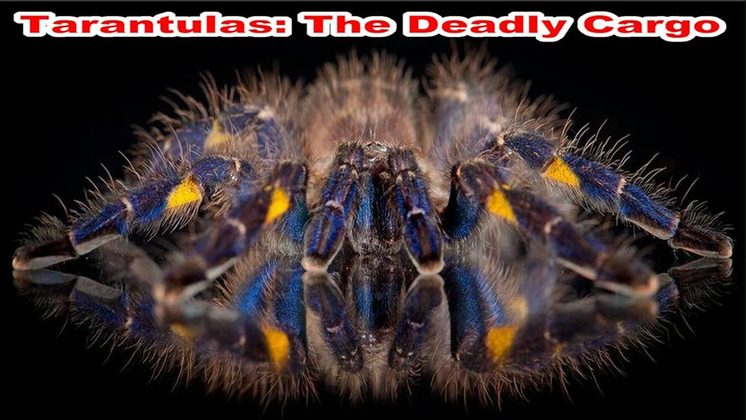 Prime Video: Tarantulas: The Deadly Cargo