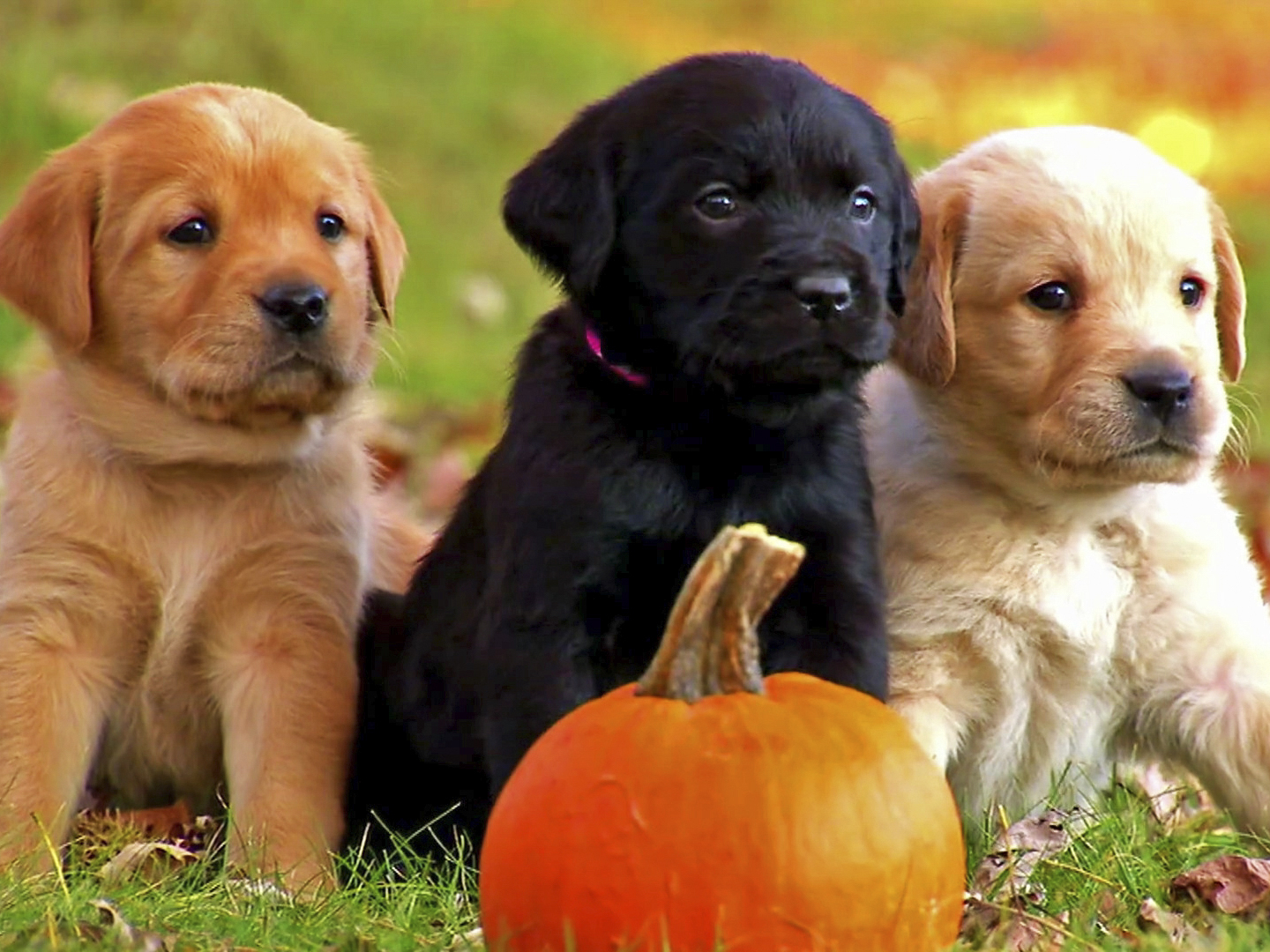 Prime Video: Too Cute! - Season 1