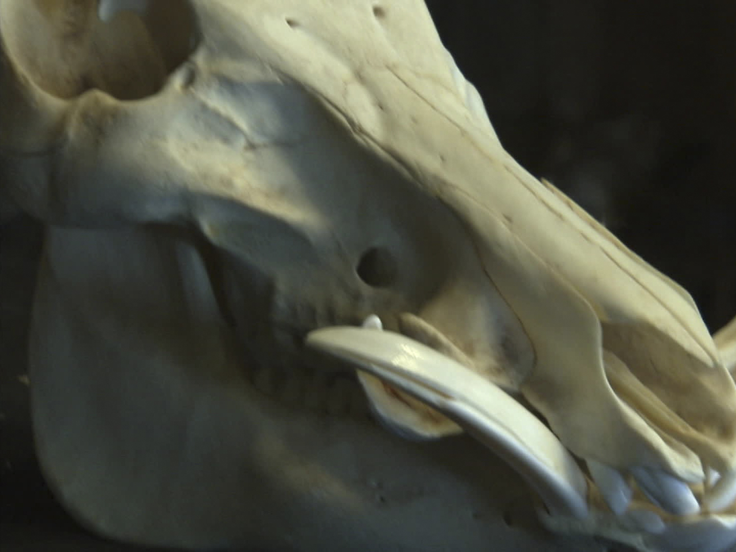 Prime Video: MonsterQuest - Season 2